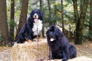 West Kootenay Kennel Club hosts Canine Good Neigbour Trail - Trail Champion