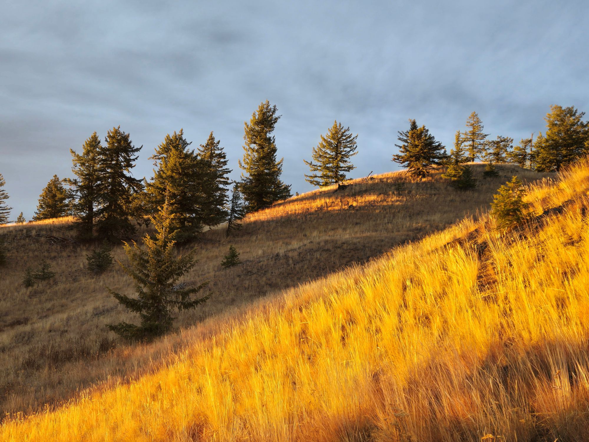 SRRAC Criticizes Ministry’s Virtual Meeting Format, Demands In-Person ...